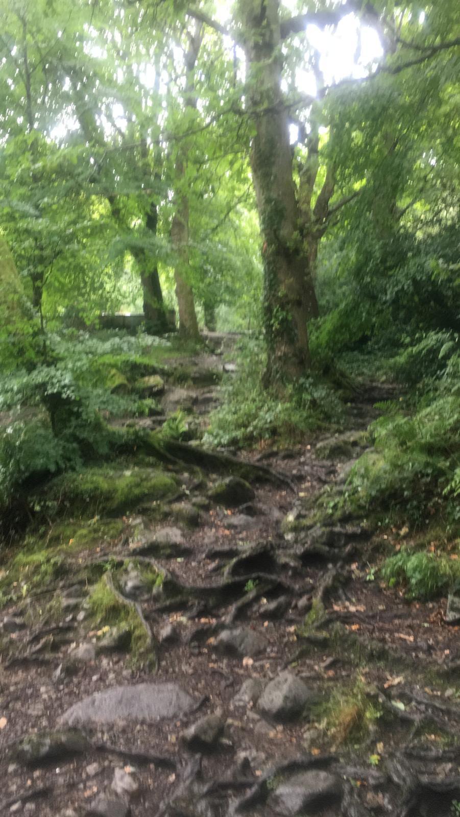 Plant a Tree - GWP | Irish Forest Biodiversity | Support Vital Ecosystems